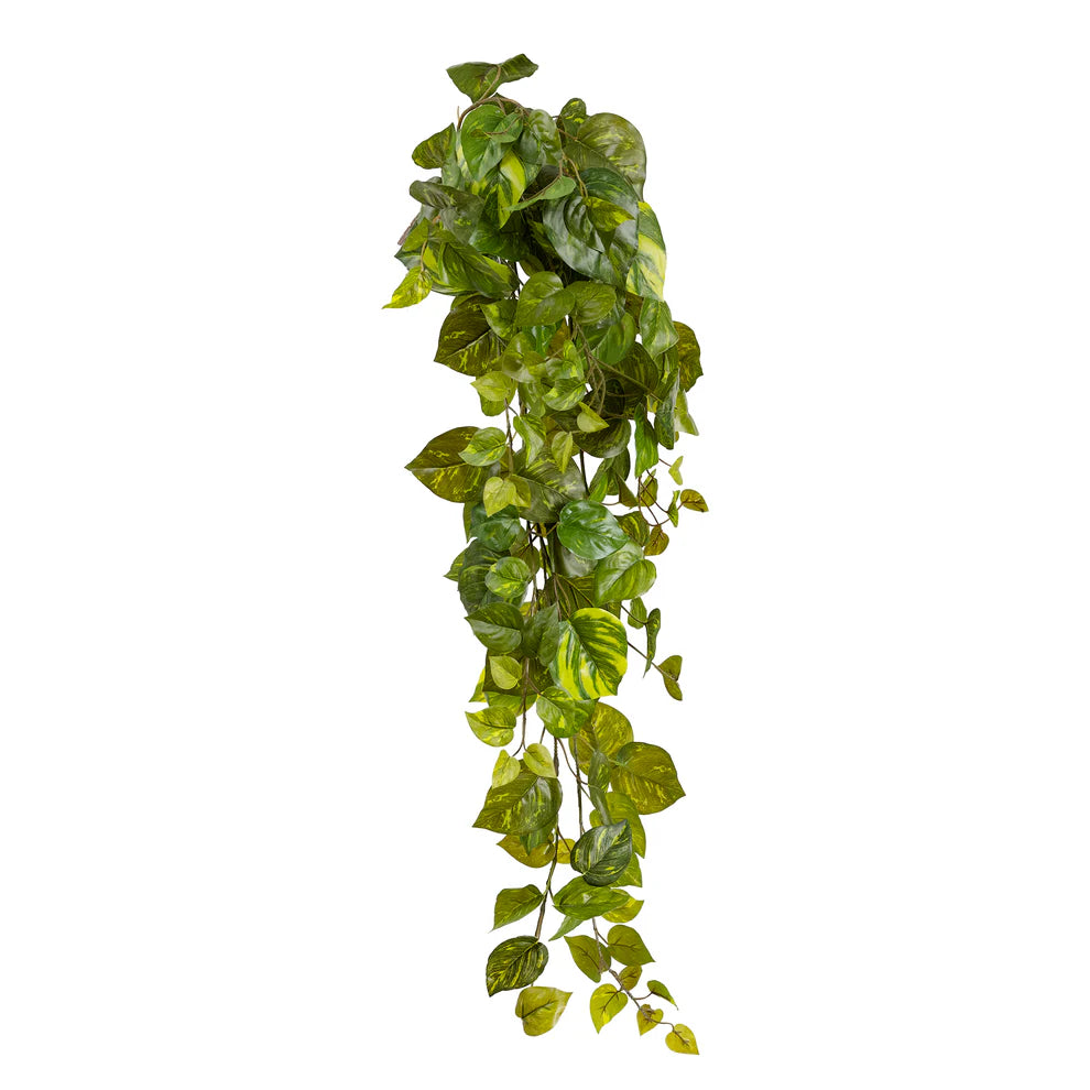 Pothos Hanging Bush 130cm – Domestix Homewares